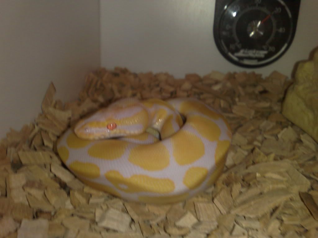 my new female albino royal python | Reptile Forums
