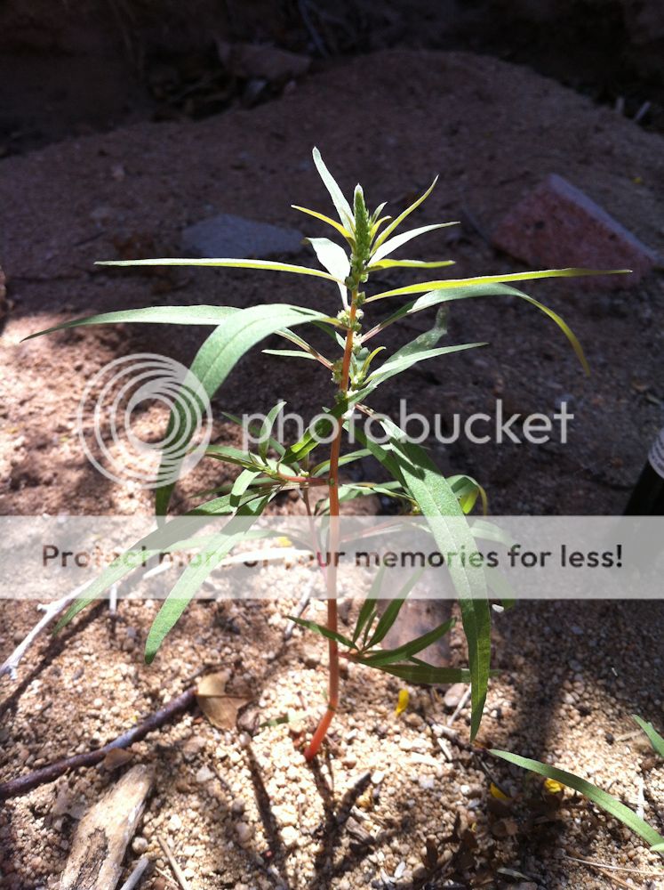 Post Rain-Event Seedlings in North Joshua Tree: Little Help From my ...