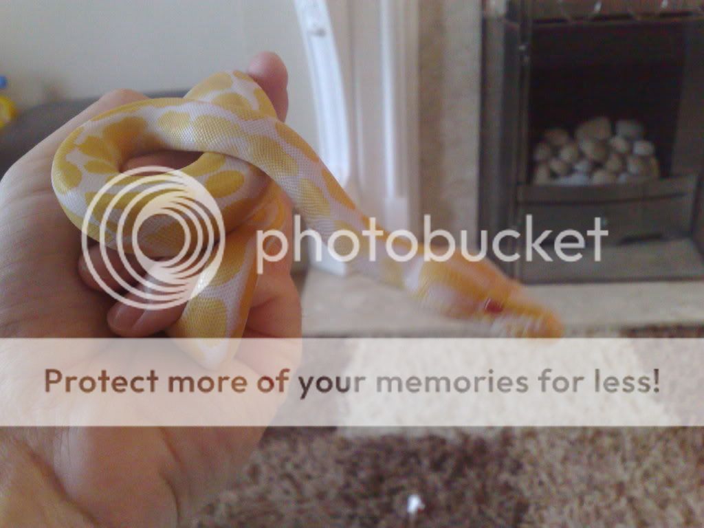 my new female albino royal python | Reptile Forums