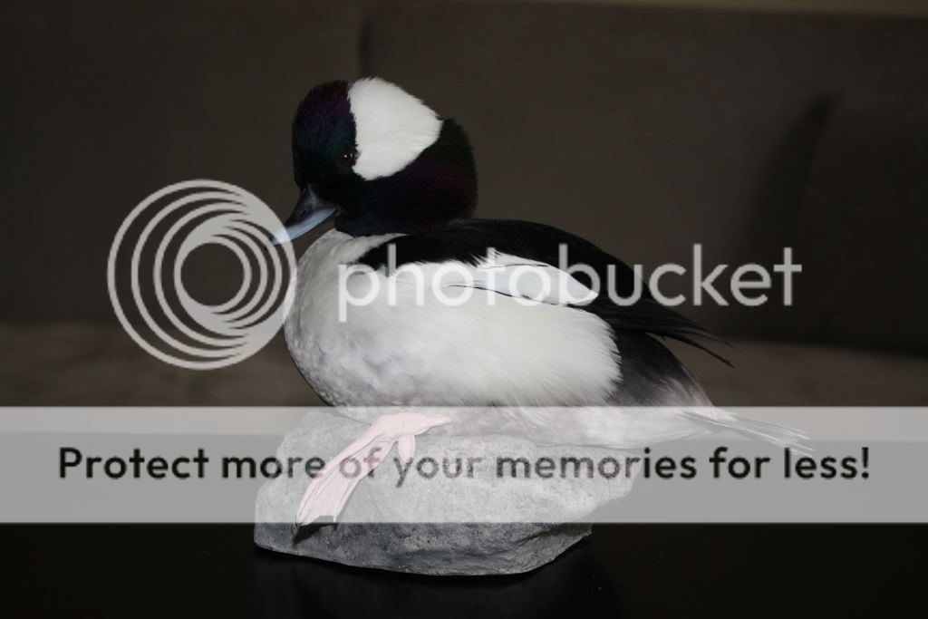 Bufflehead Mount