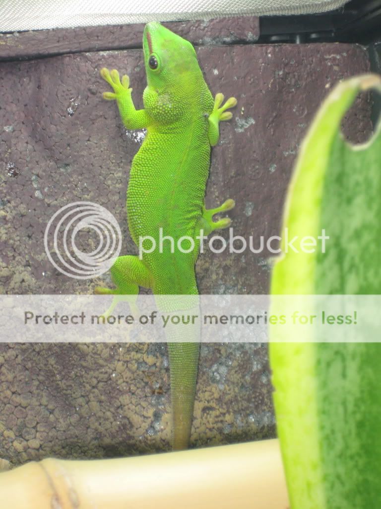 SW England - Breeding Pair of Day Geckos For Sale (CHEAP) | Reptile Forums